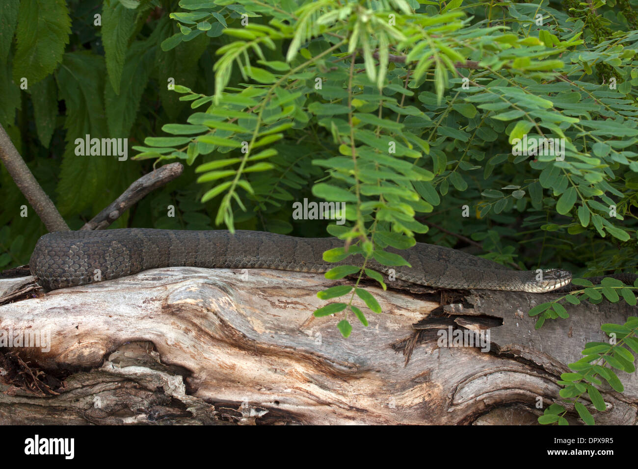 Northern water snake (Nerodia sipedon), New York, gravid female basking ...