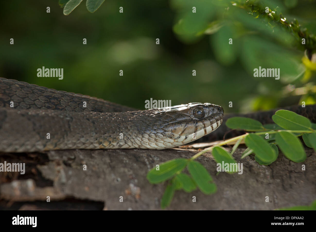 Northern water snake (Nerodia sipedon), New York, gravid female basking ...