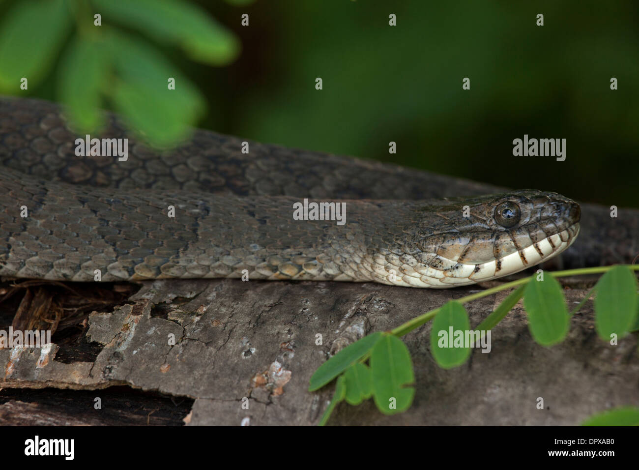 Basking snake hi-res stock photography and images - Alamy