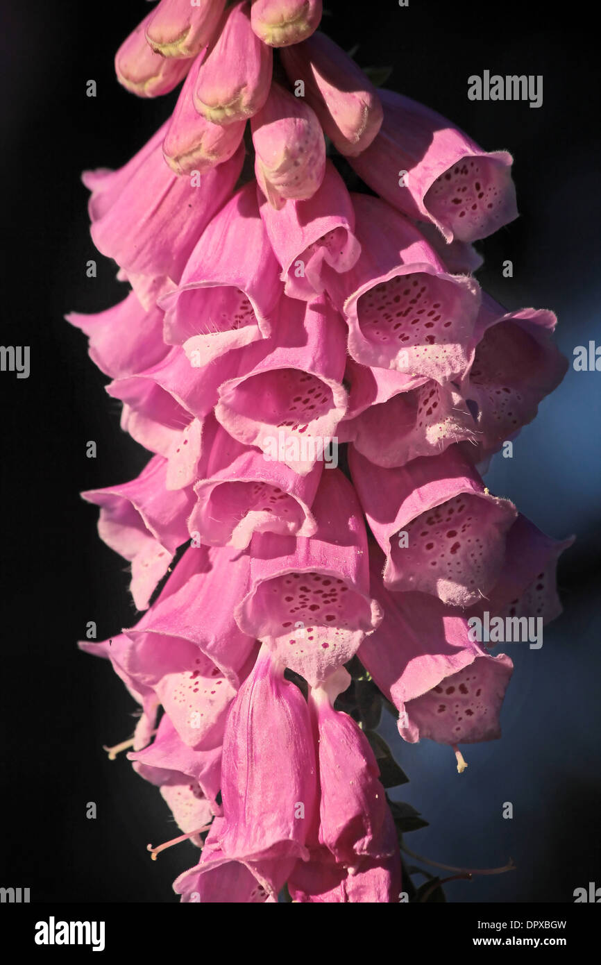 Pink Foxglove plants on forest clearing in Germany Stock Photo - Alamy