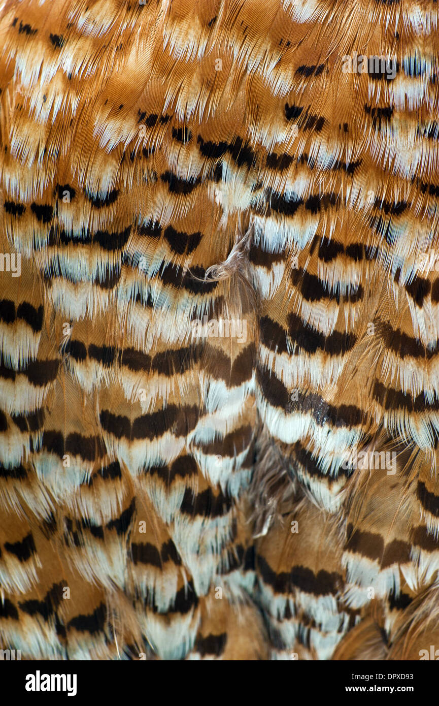 Collection of bird feathers hi-res stock photography and images - Alamy