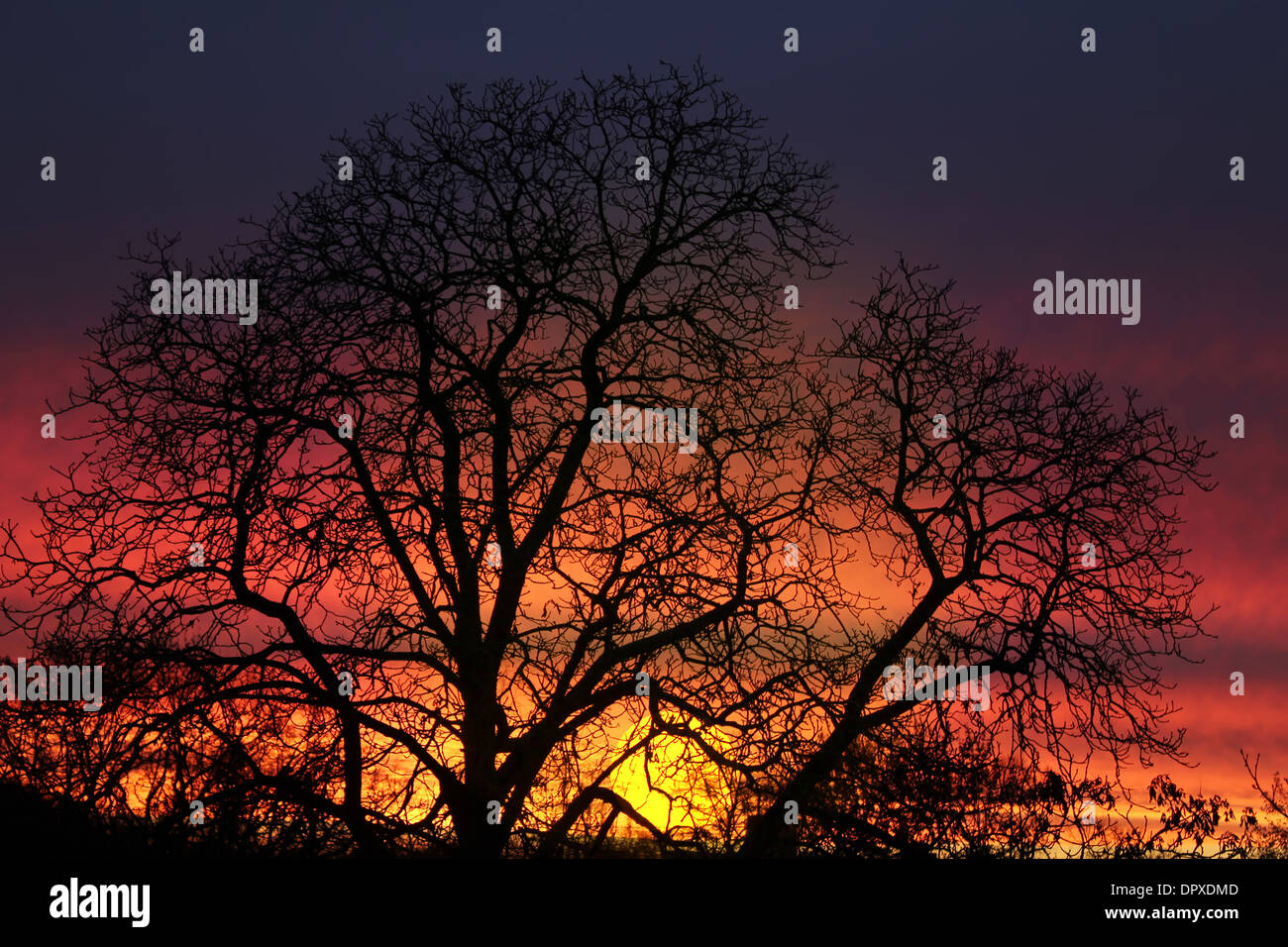 Sunset flower border hi-res stock photography and images - Alamy