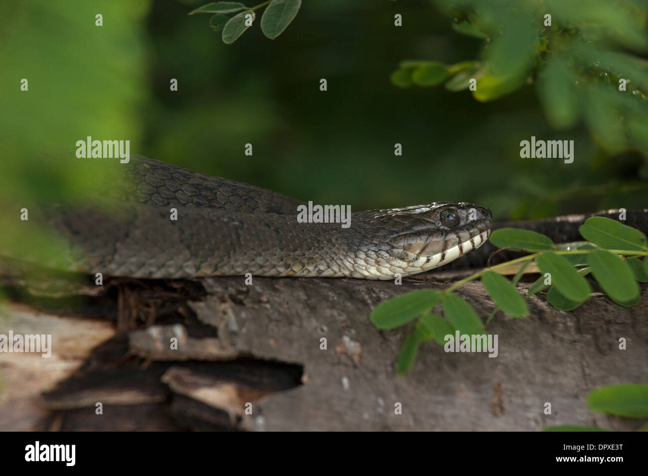 Basking snake hi-res stock photography and images - Alamy