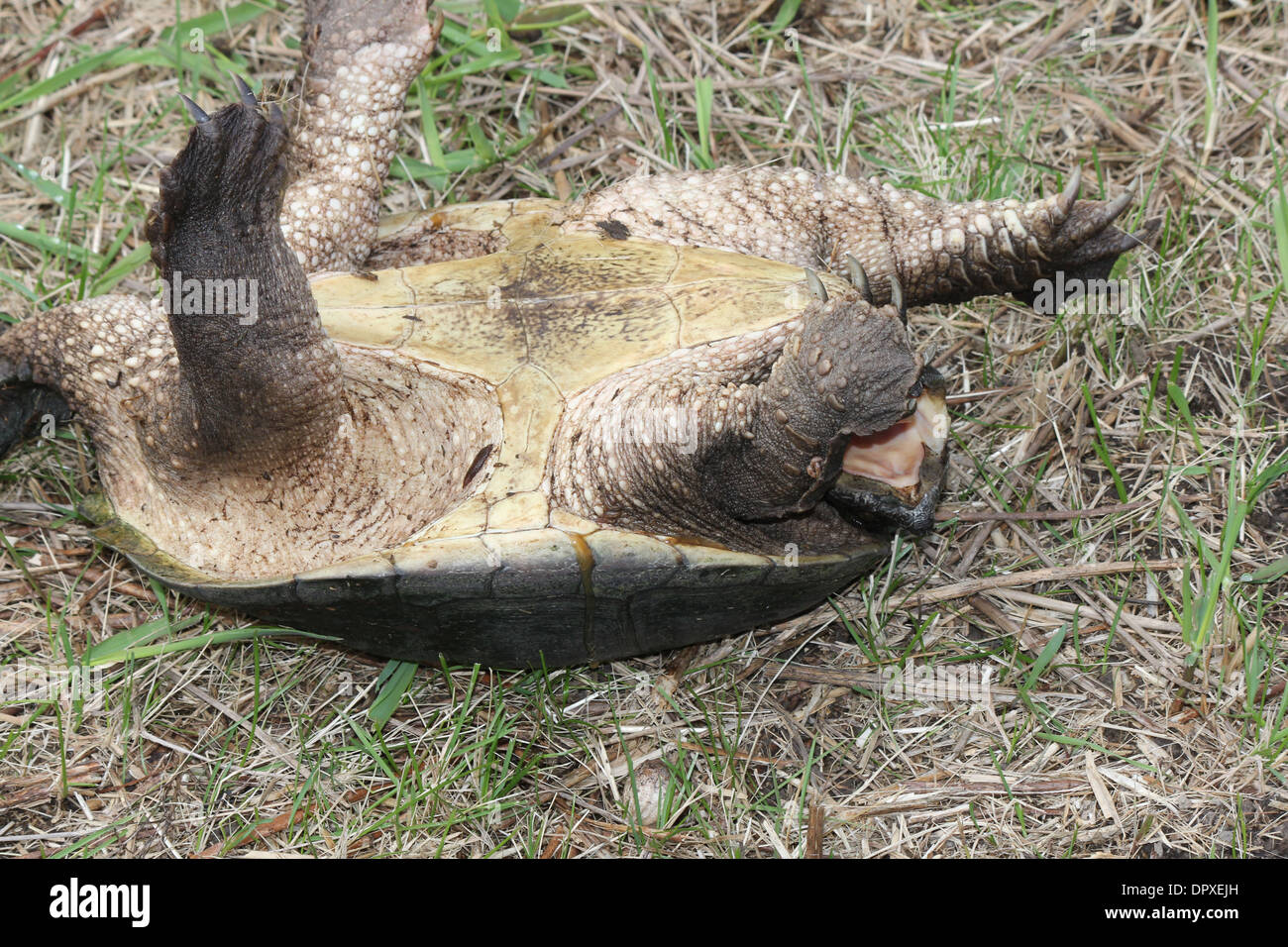 Largest freshwater turtle in canada hi-res stock photography and images ...