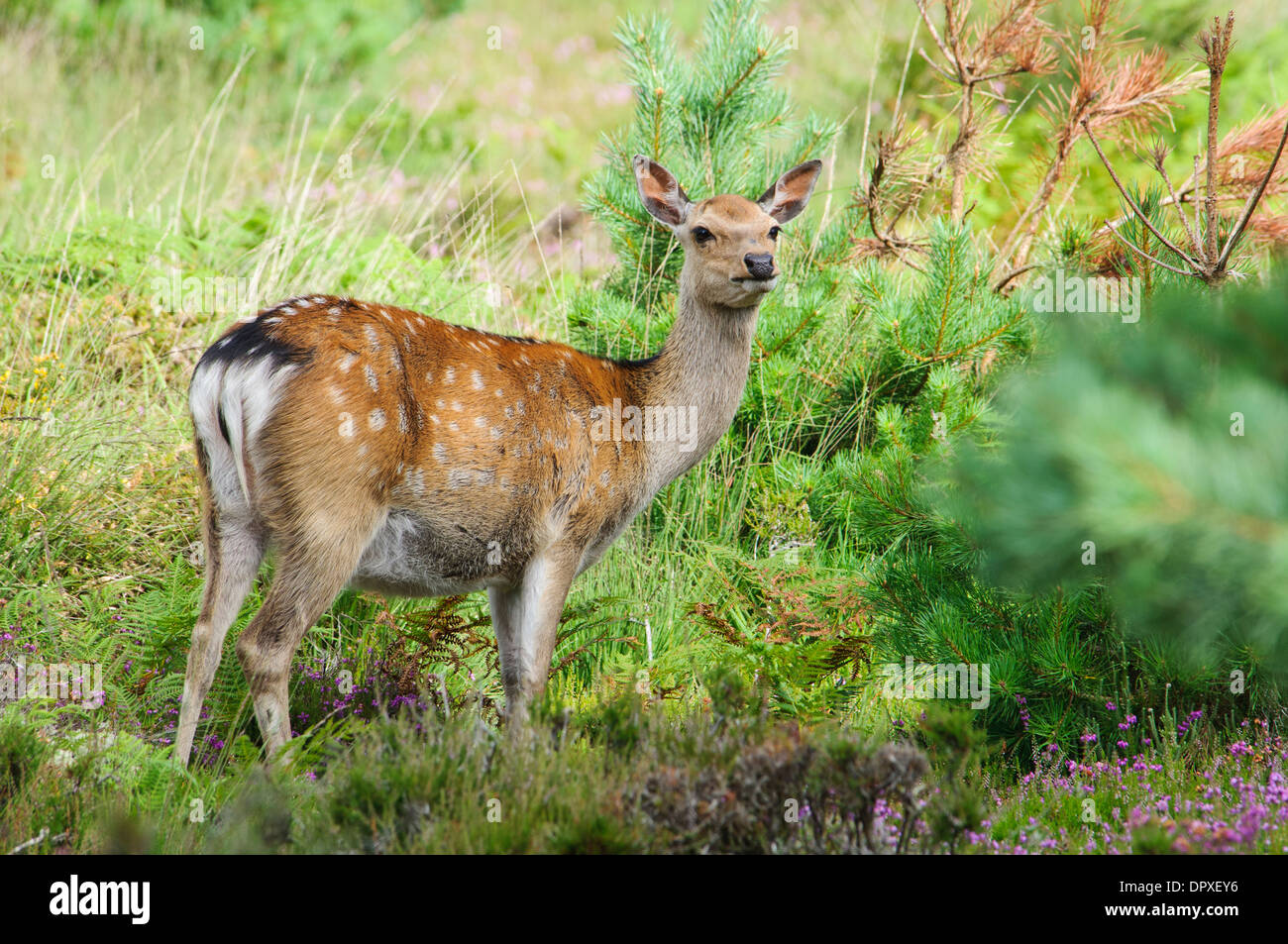 Sika deer standing hi-res stock photography and images - Alamy