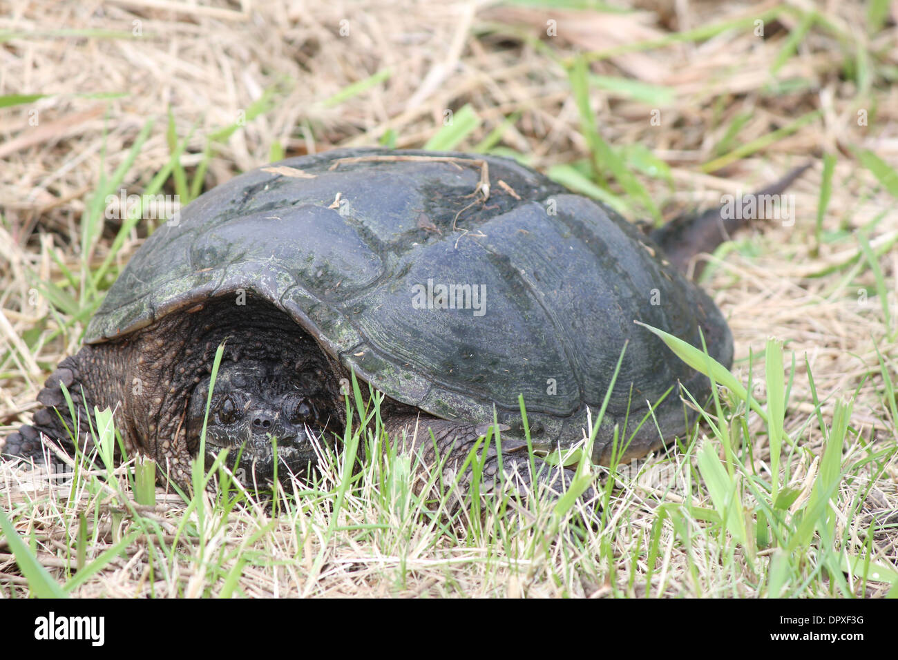Worlds Largest Common Snapping Turtle