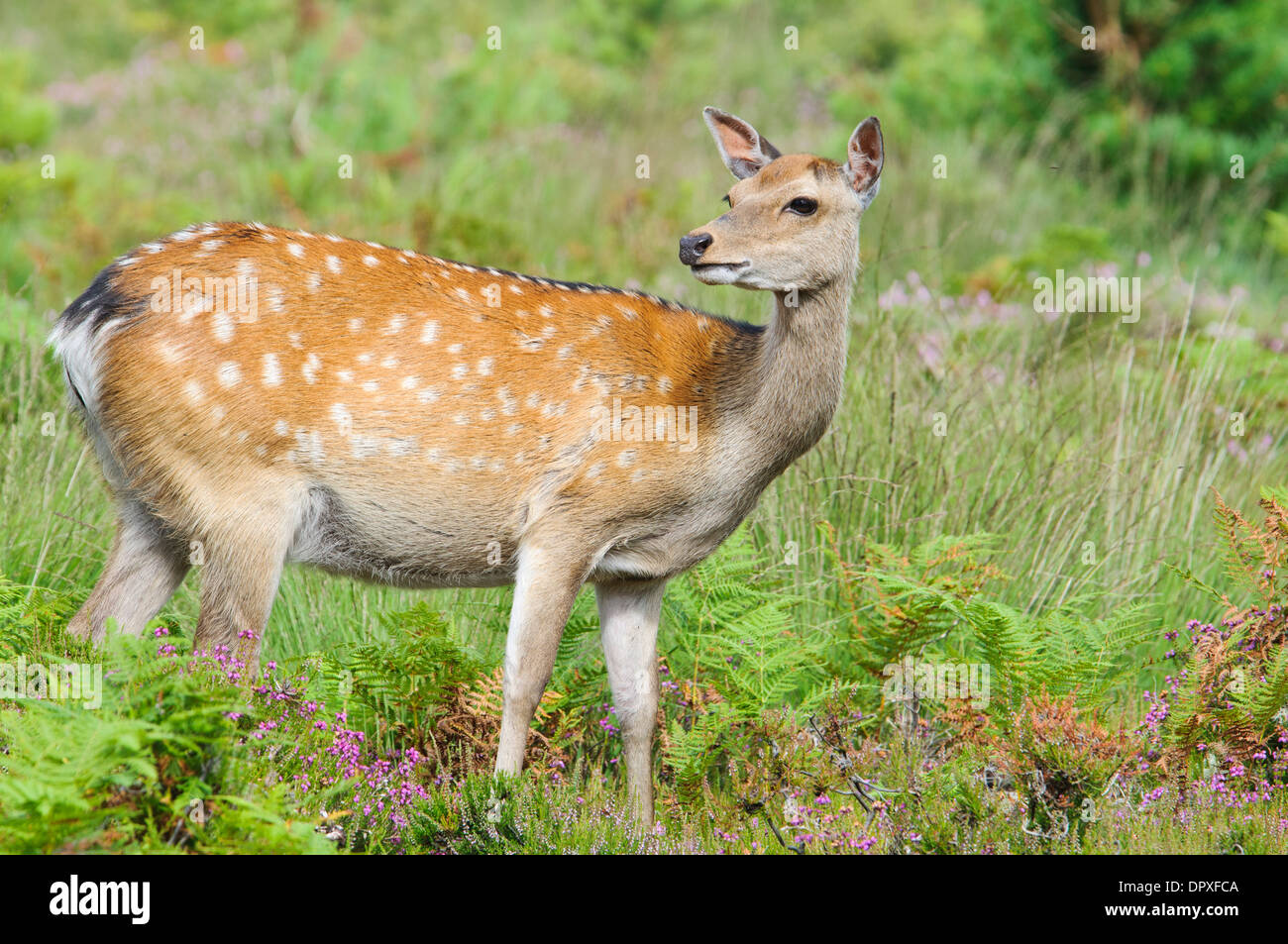 Sika Deer (Cervis nipon), adult female standing in heather and bracken ...