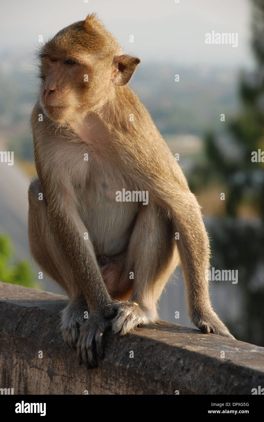 Macaques Thai monkey around the temple Stock Photo - Alamy