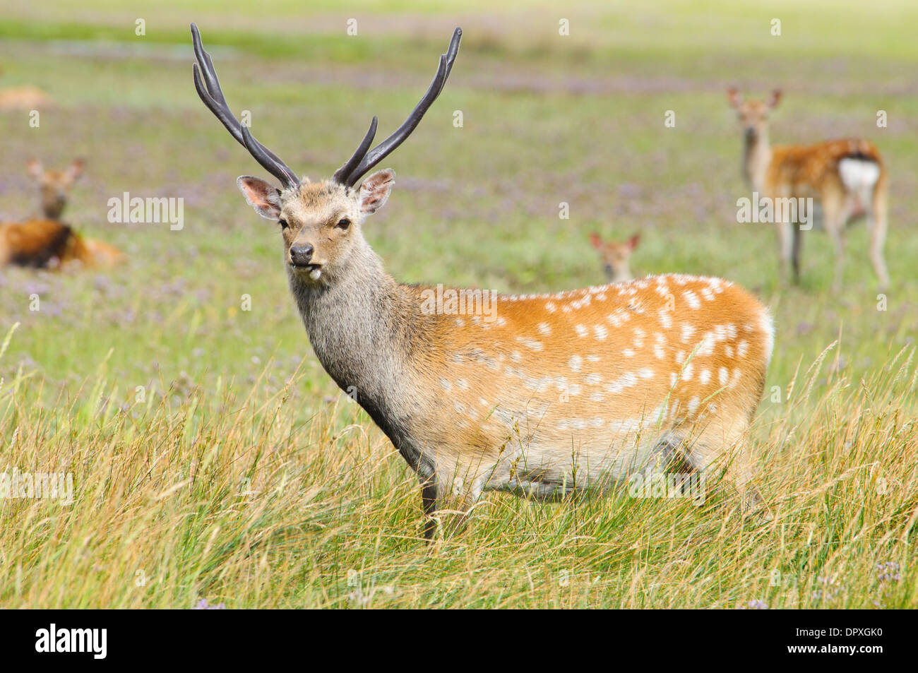 Sika Deer (Cervis nipon), adult male standing in long grass at Arne ...