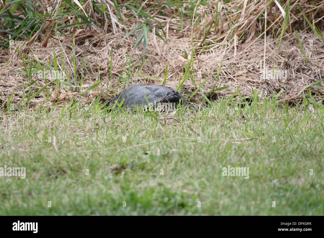 Largest freshwater turtle in canada hi-res stock photography and images ...