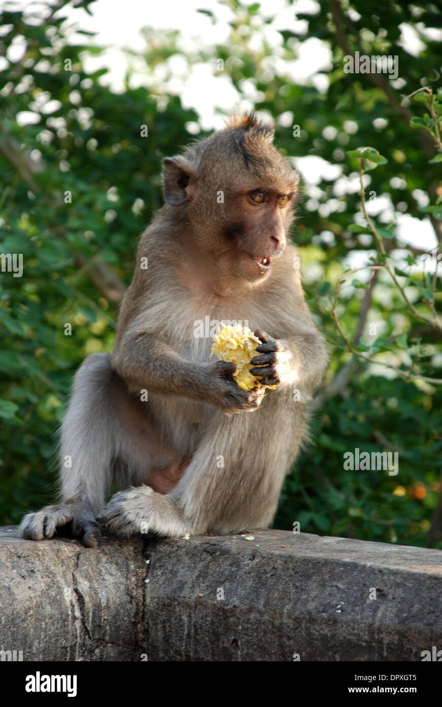 Macaques Thai monkey around the temple Stock Photo - Alamy