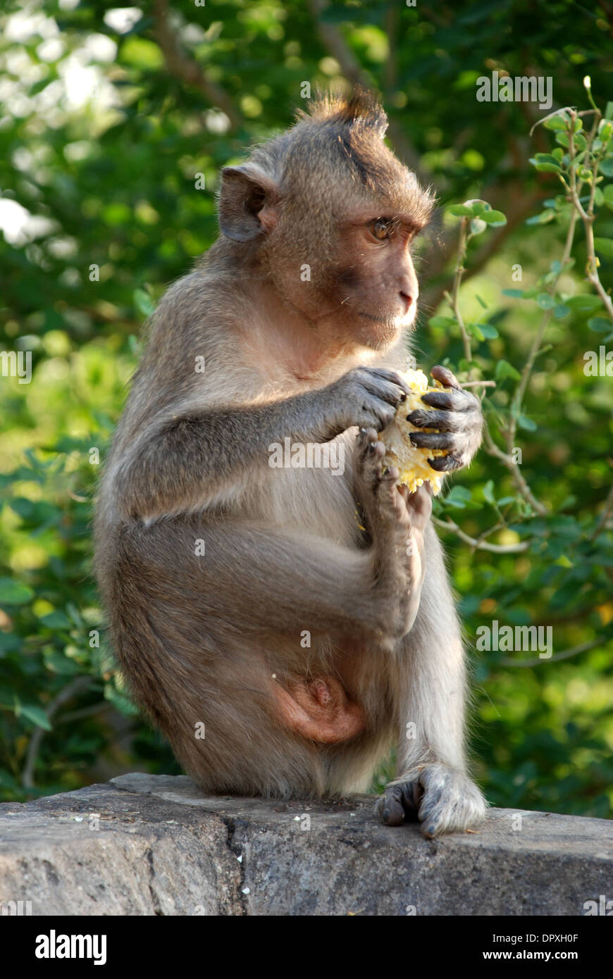 Macaques Thai monkey around the temple Stock Photo - Alamy
