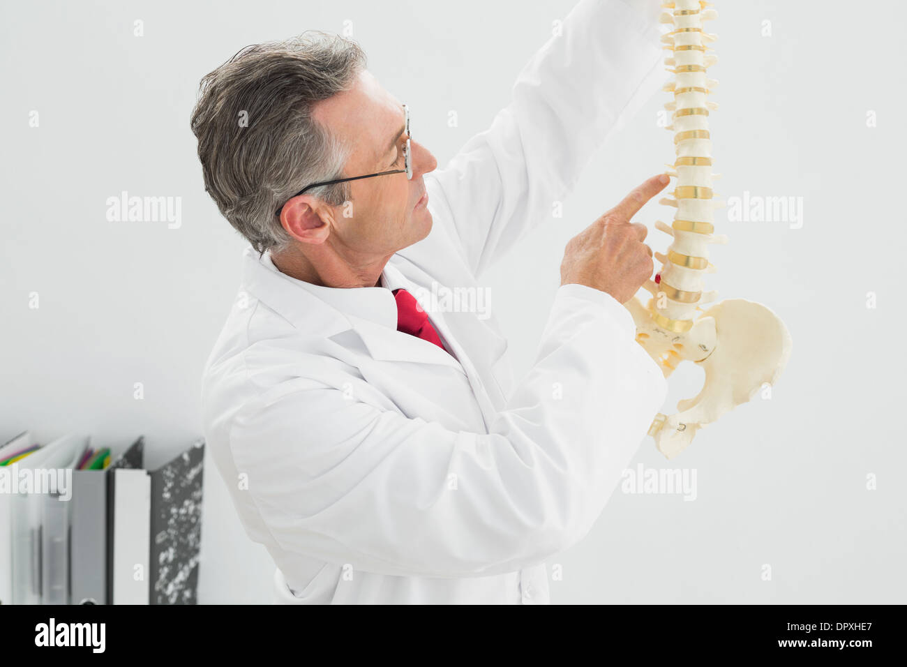 Male doctor holding skeleton model in office Stock Photo - Alamy