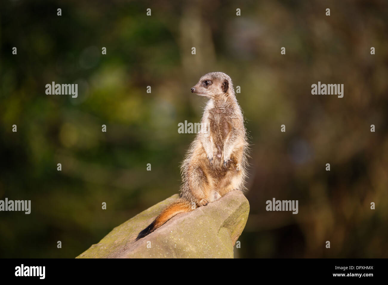 Meerkat standing guard hi-res stock photography and images - Alamy
