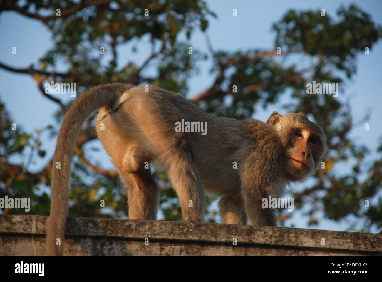 Macaques Thai monkey around the temple Stock Photo - Alamy