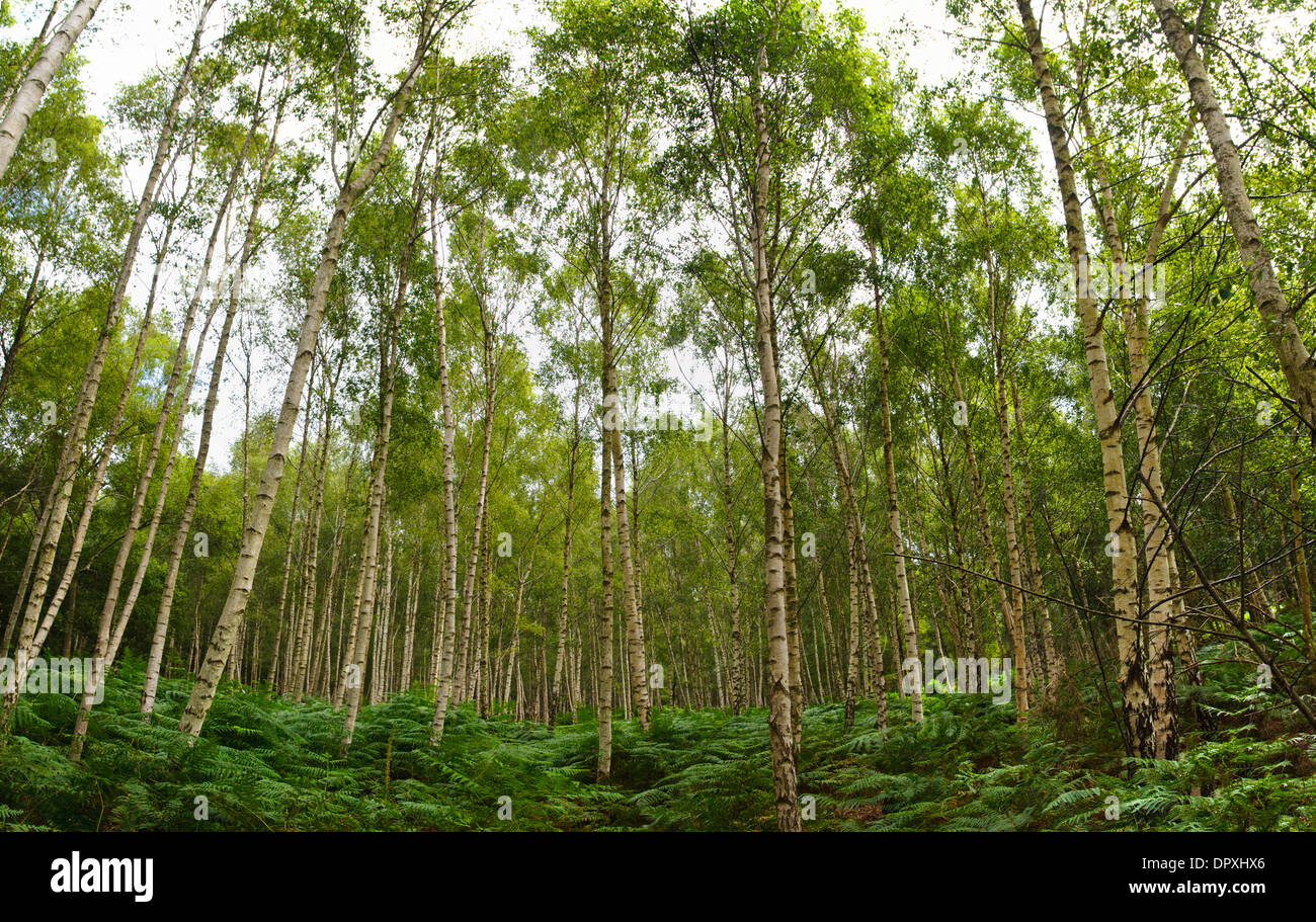 Silver birch trees hi-res stock photography and images - Alamy