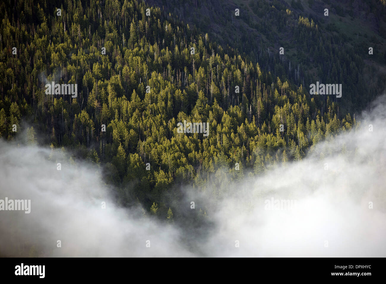 Foggy Washington State Hills. Foggy Forest. United States of America ...