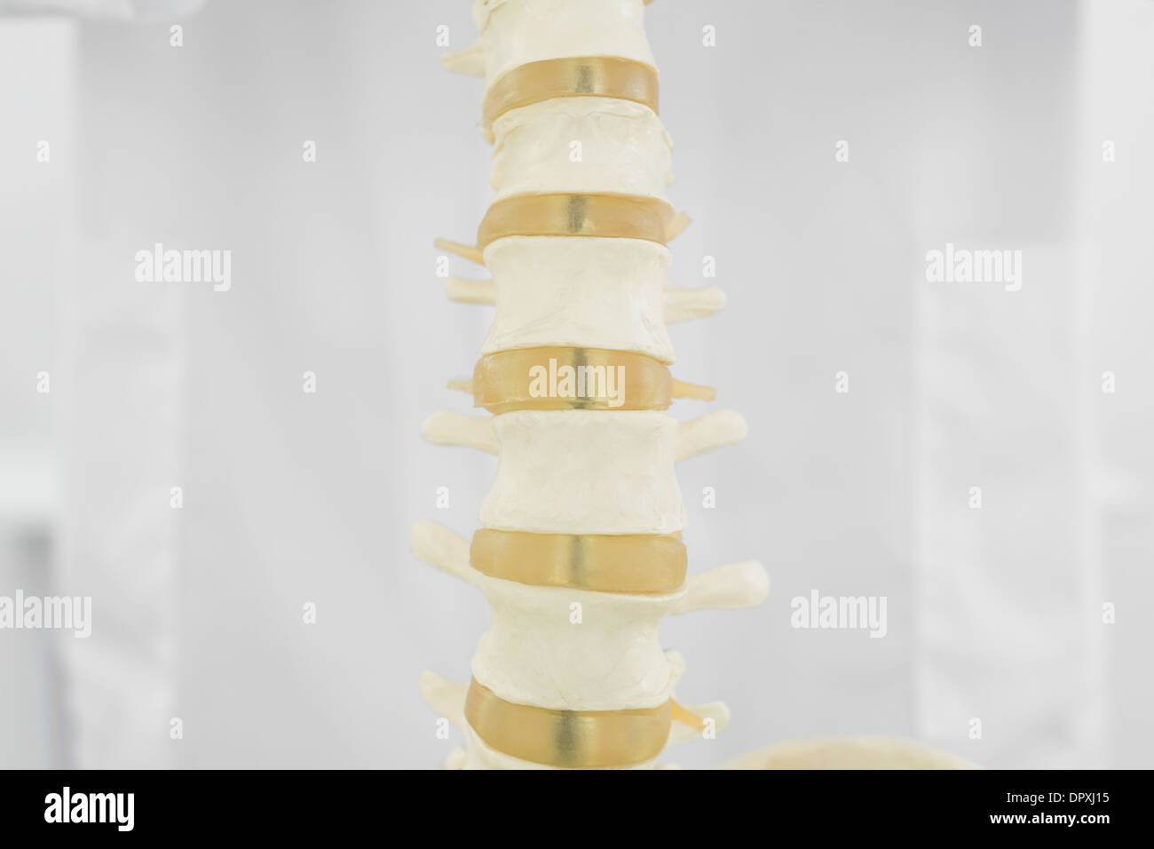 Spine isolated over white background Stock Photo - Alamy