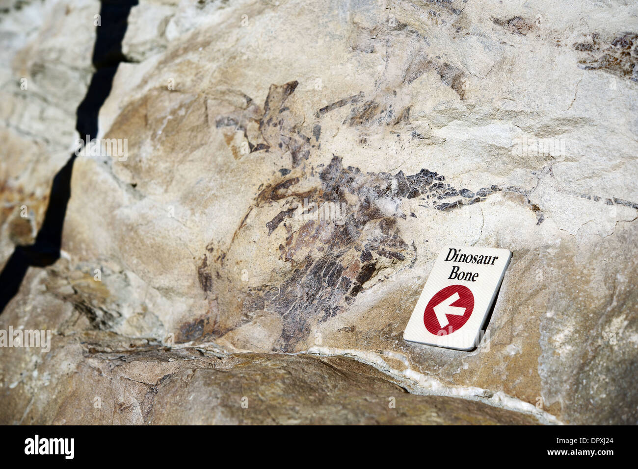 Dinosaur Bone Fossil. Morrison Fossil Area National Natural Landmark ...