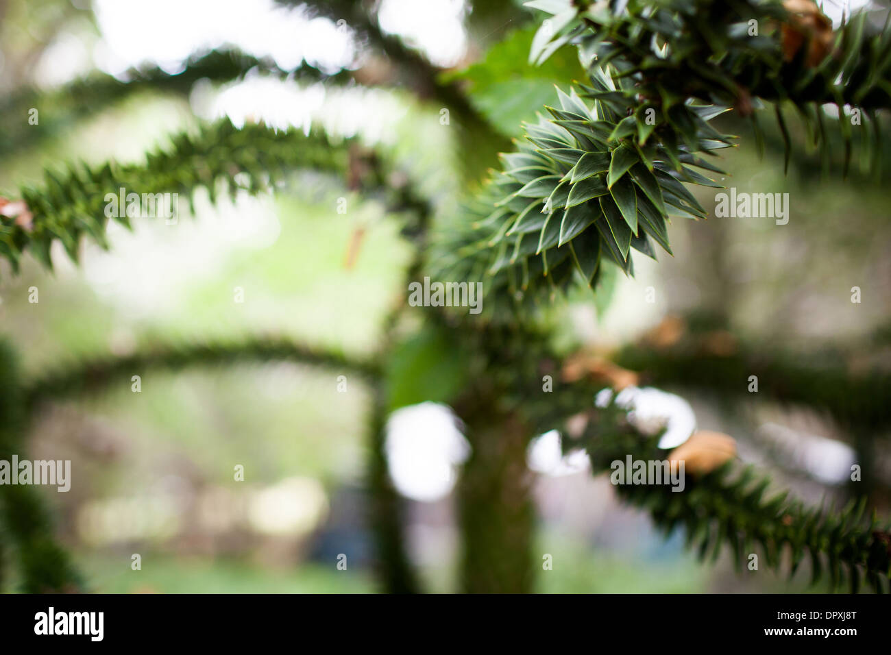 Tahuya hi-res stock photography and images - Alamy