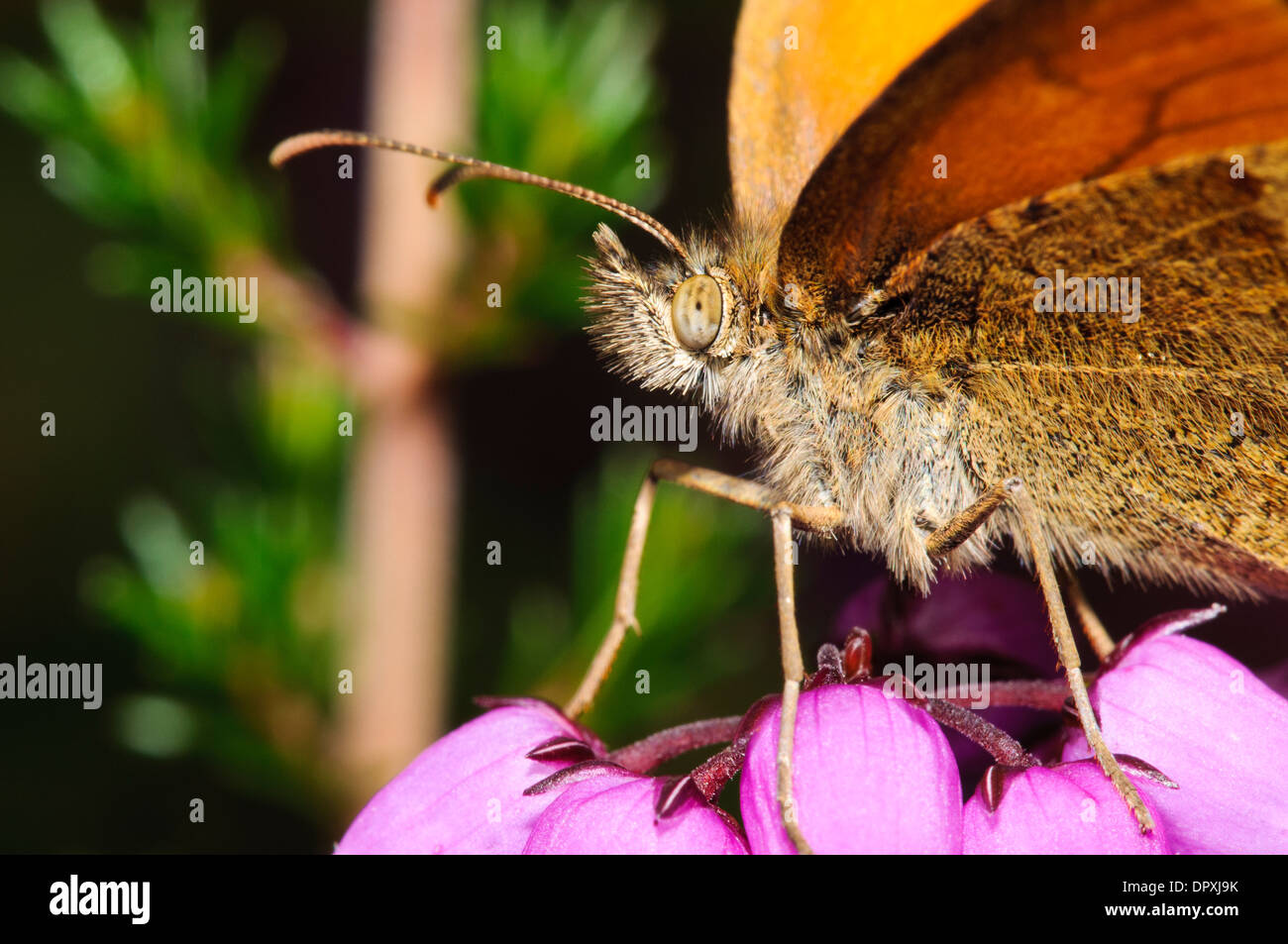 Gatekeeper butterfly (Pyronia tithonus), close-up on the head of an ...