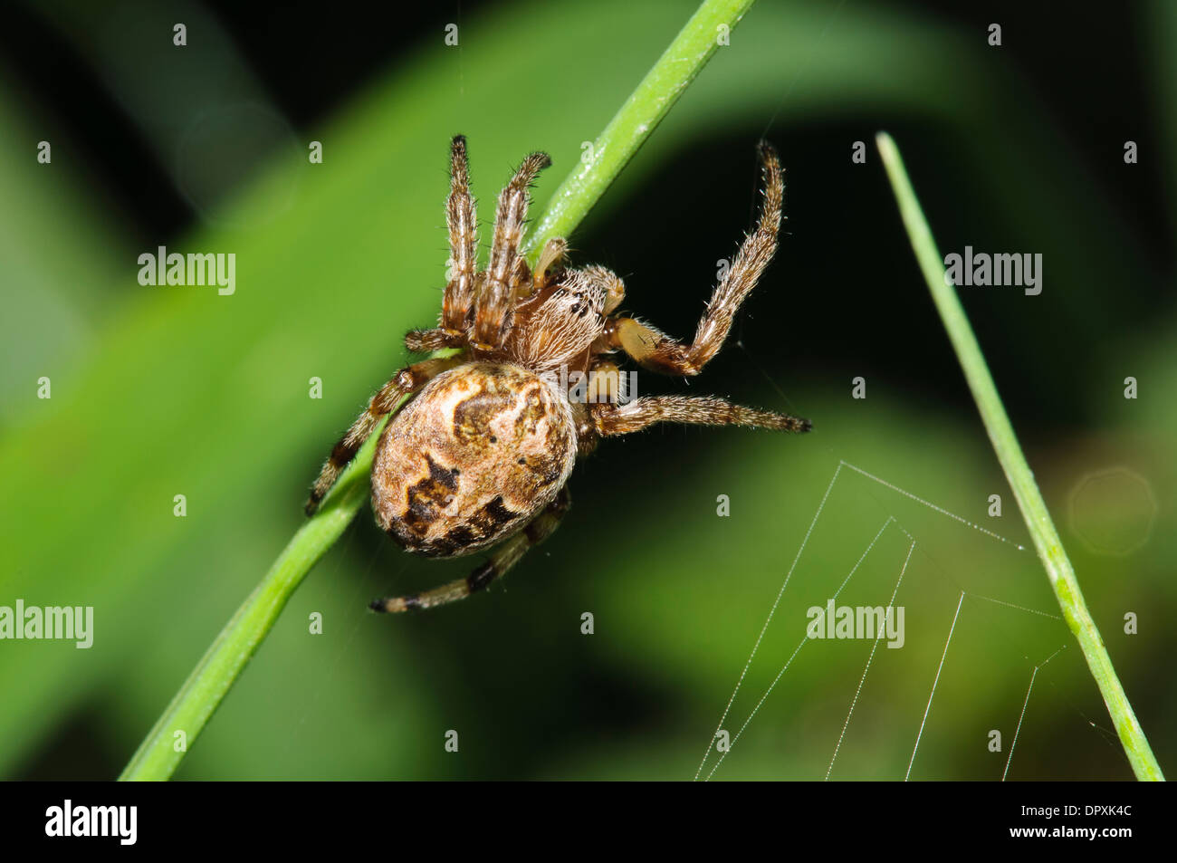 Furrow Orb-weaver (Larinioides cornutus) adult female spinning her web amongst grass stems at ...
