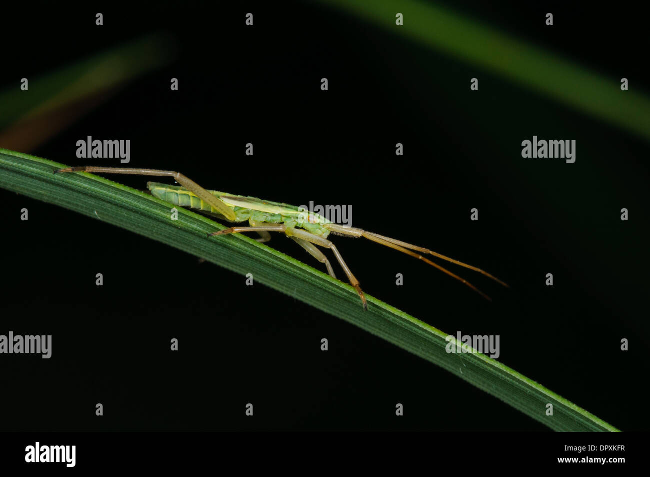 Mirid Bug (Stenodema laevigata), nymph resting on a grass blade at ...