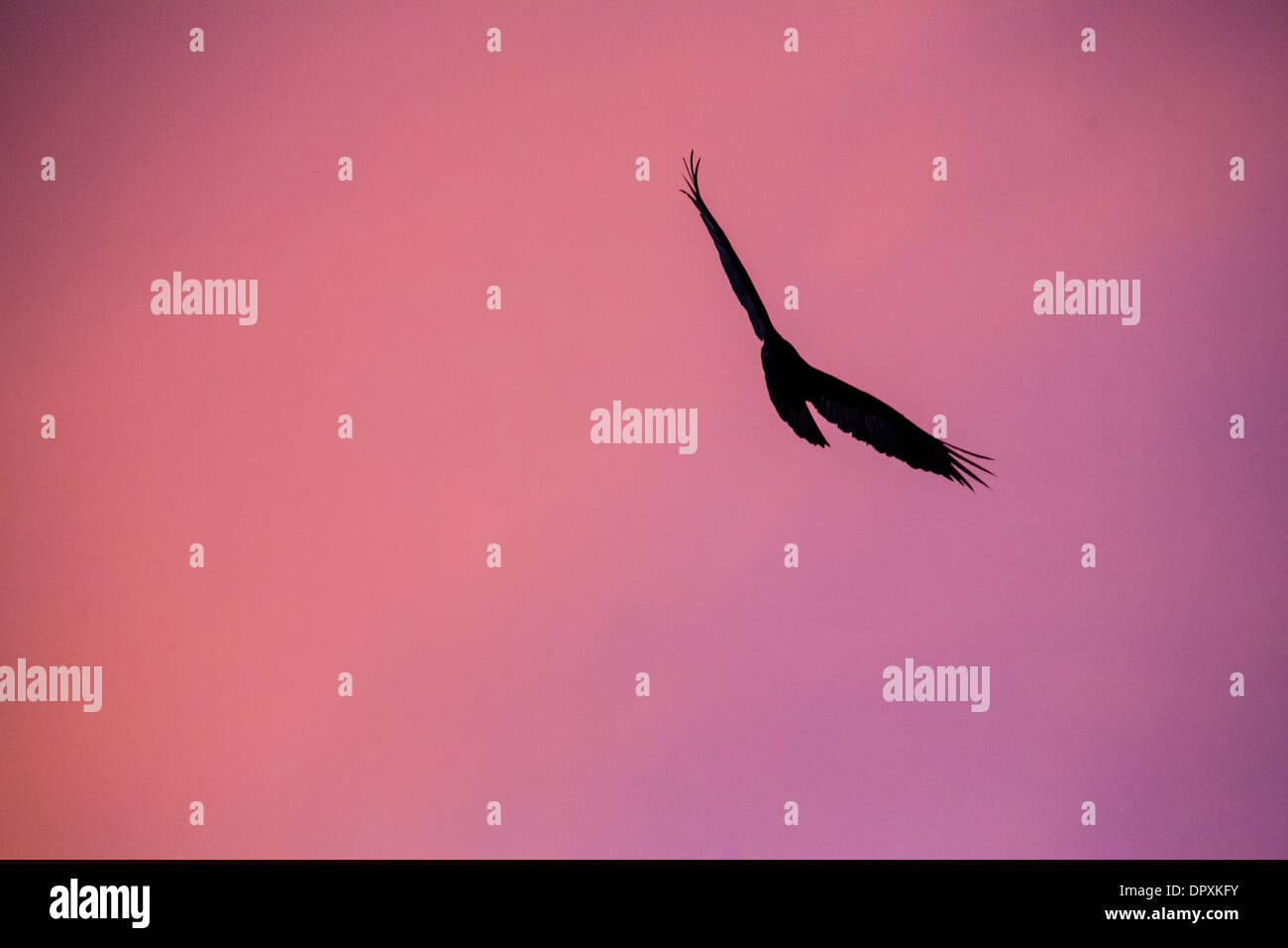 Pink vulture hi-res stock photography and images - Alamy