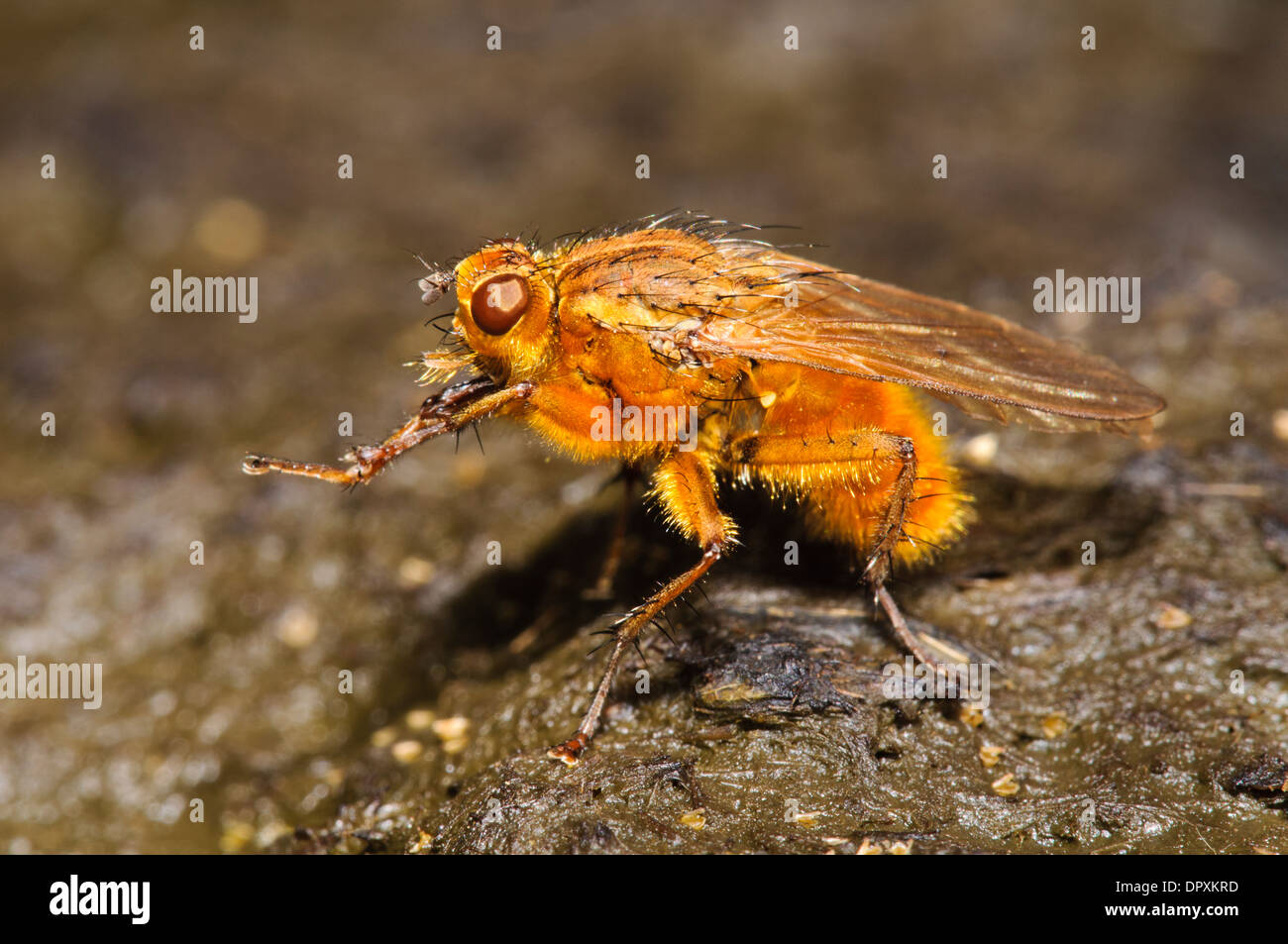 Yellow Dung Fly (Scathophaga stercoraria), standing on a cow pat and ...