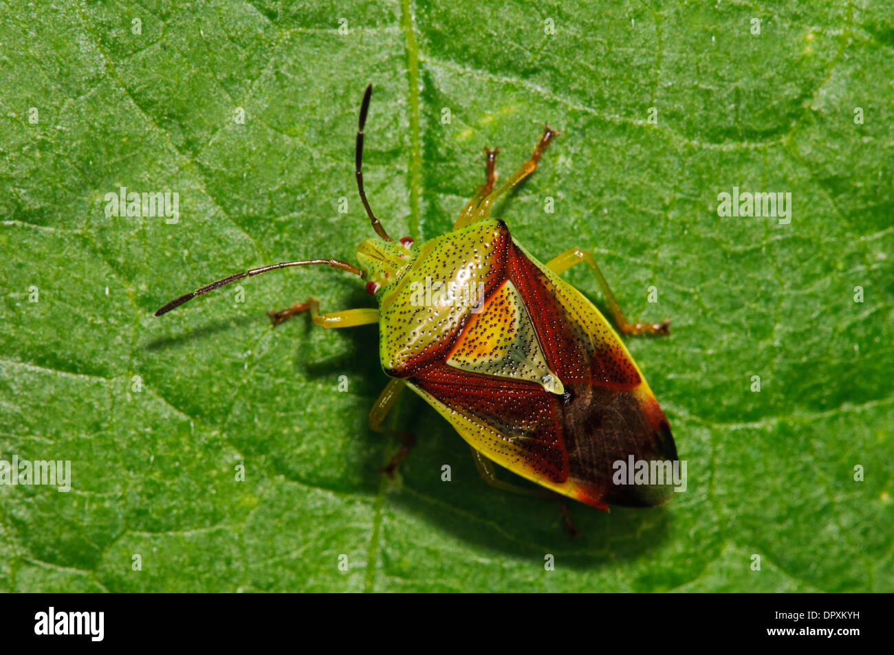 Birch Shield Bug (Elasmostethus interstinctus), adult walking across a ...