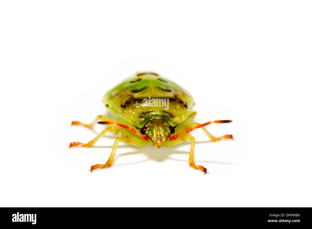 Birch Shield Bug (Elasmostethus interstinctus), final instar nymph ...