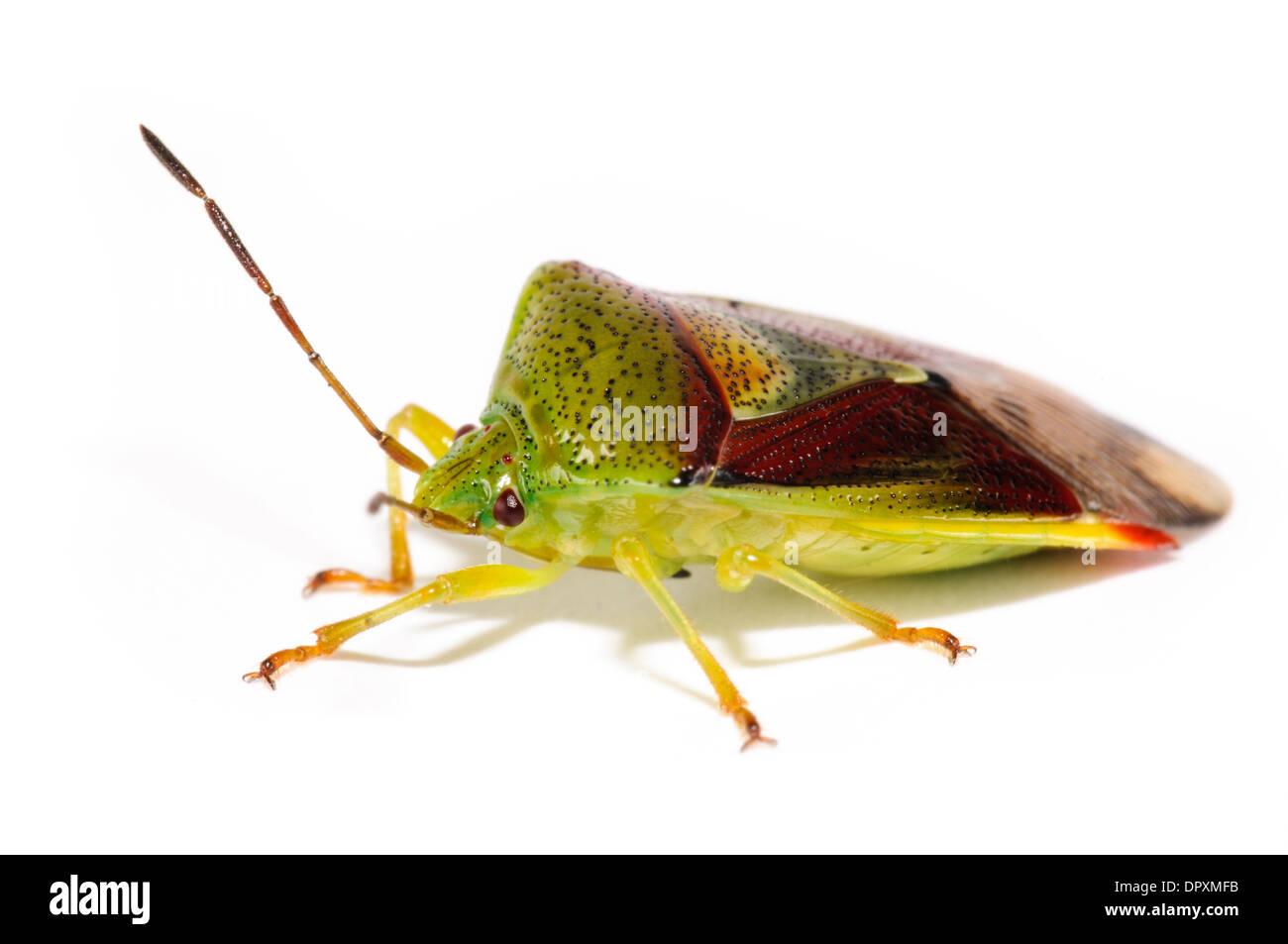 Birch Shield Bug (Elasmostethus interstinctus), adult photographed ...