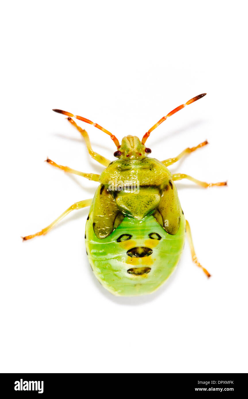 Birch Shield Bug (Elasmostethus interstinctus), final instar nymph ...