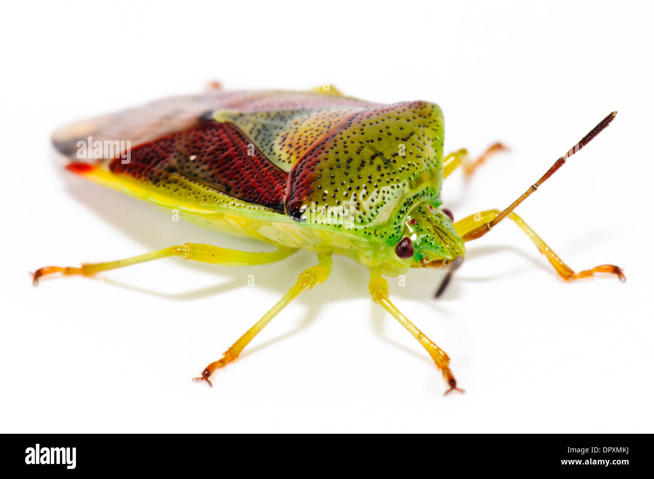 Birch Shield Bug (Elasmostethus interstinctus), adult photographed ...