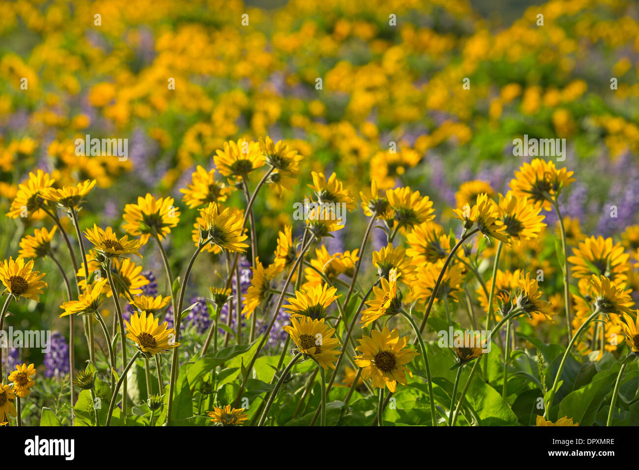 Rowena point hi-res stock photography and images - Alamy