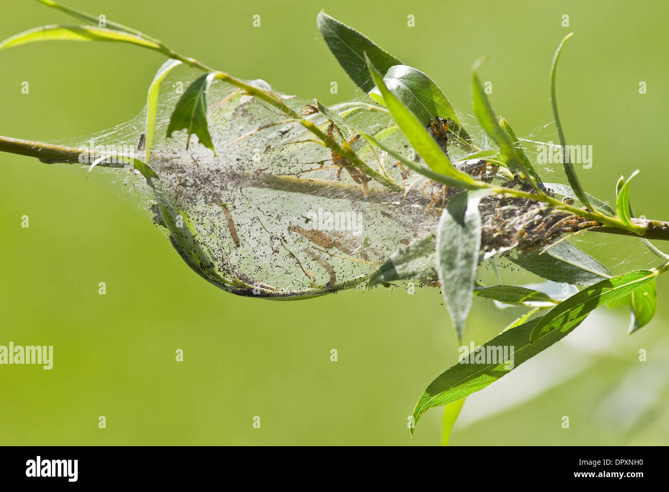 Moth orchard High Resolution Stock Photography and Images - Alamy