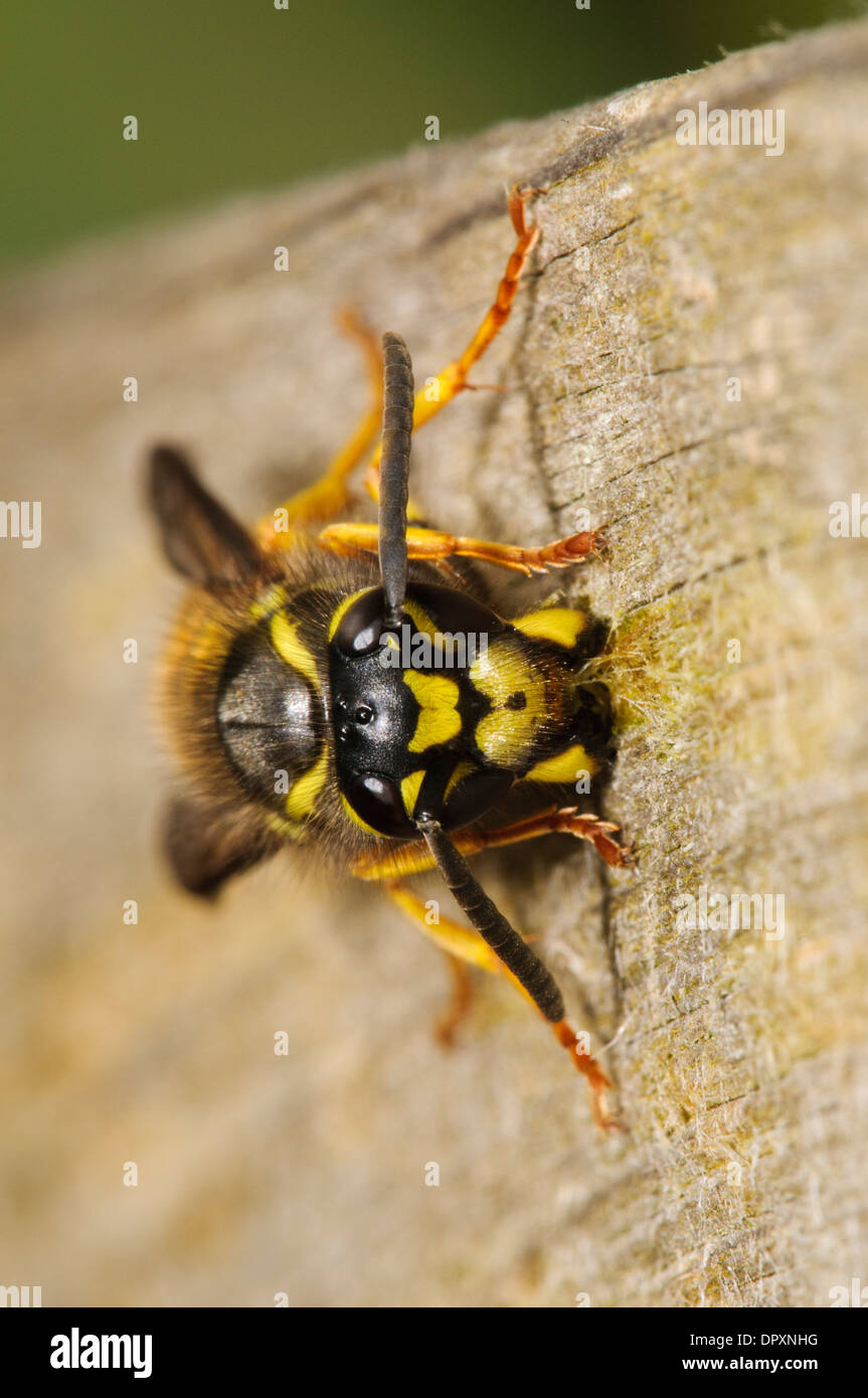 German Wasp (Vespula germanica), chewing wood from a fence to make ...