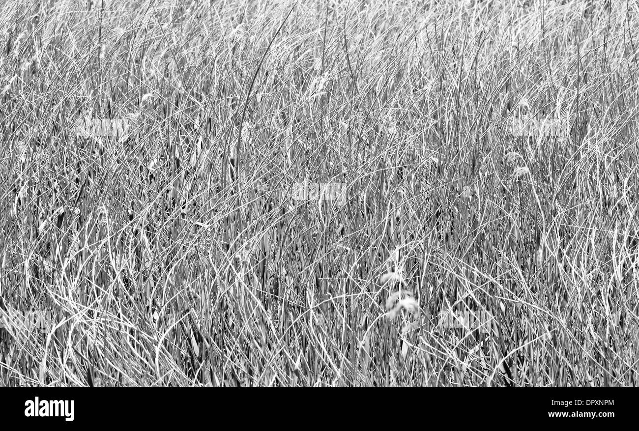 Abstract background lines and shapes in reed fields - black and white ...