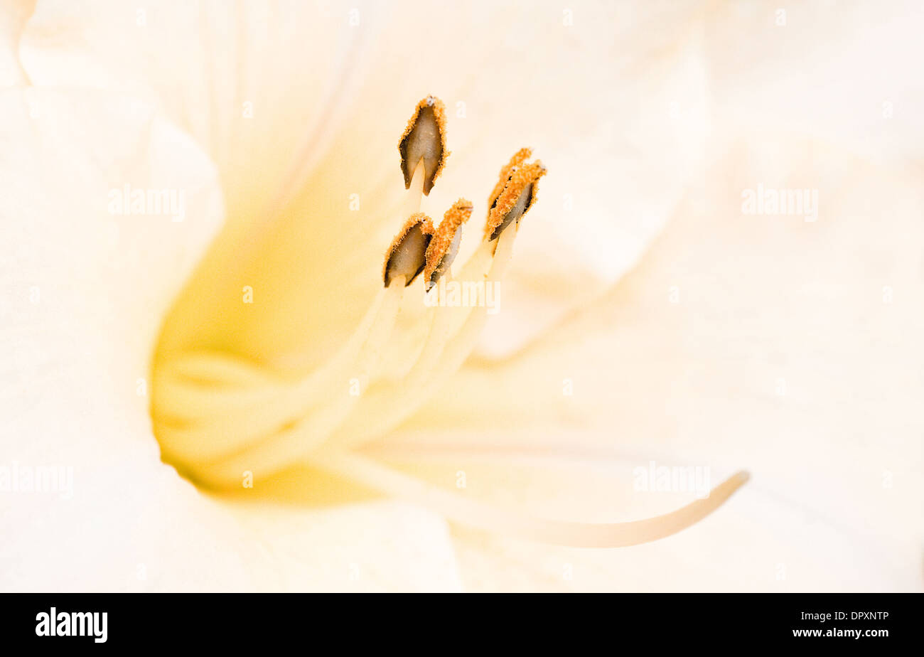 Close up daylily flower stamen with noise added Stock Photo - Alamy