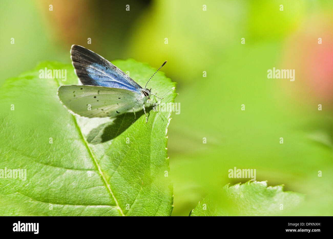 Blue butterfly and leaf hi-res stock photography and images - Alamy