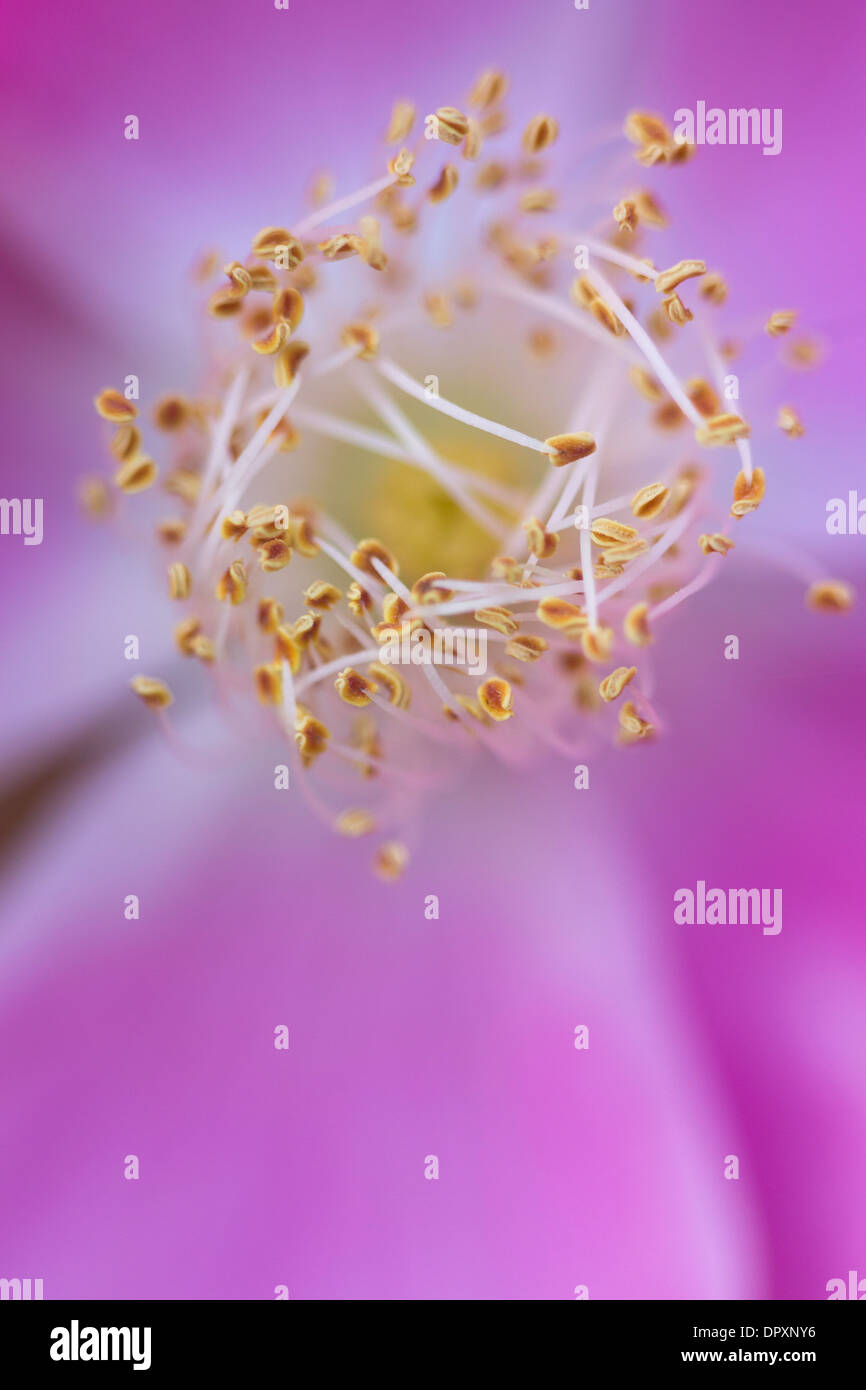 The stamen of a rose Stock Photo - Alamy