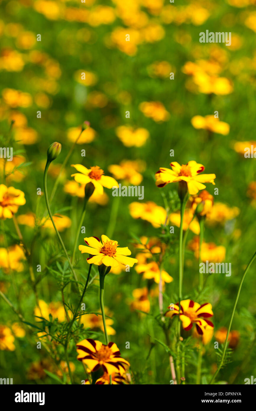 Field of marigold flowers Stock Photo - Alamy