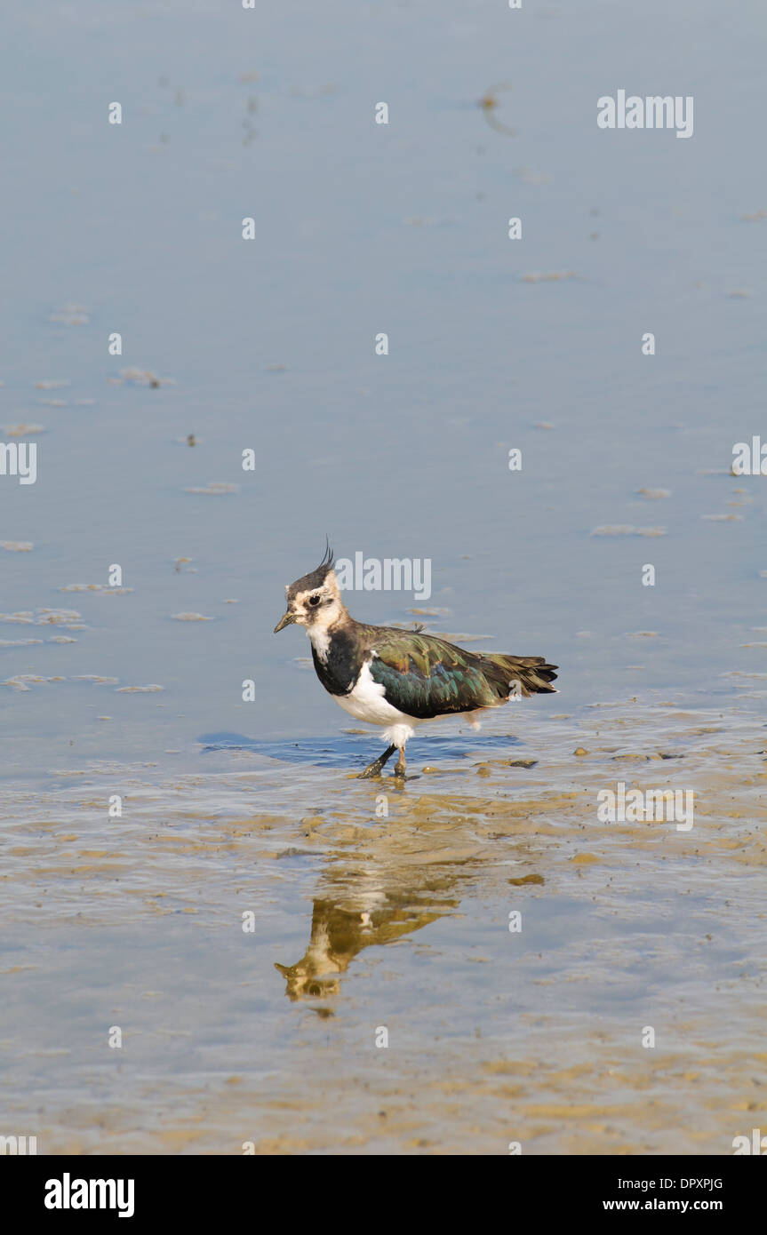Crest feathers hi-res stock photography and images - Alamy