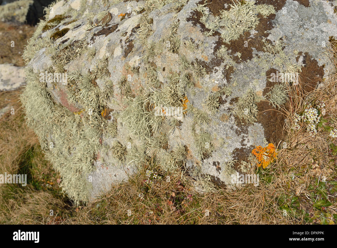 Creevy hi-res stock photography and images - Alamy