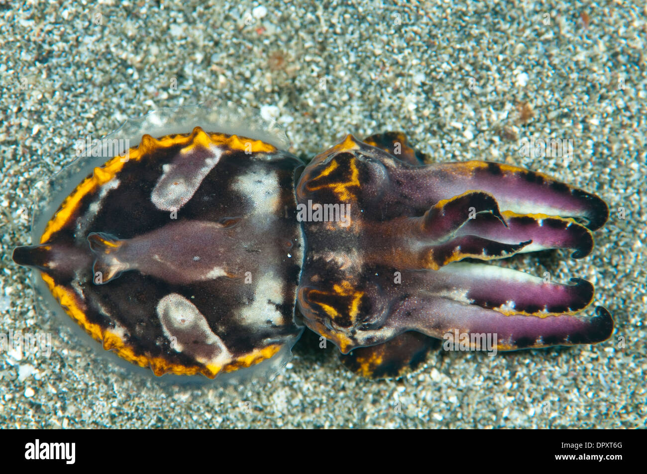 Flamboyant cuttlefish hi-res stock photography and images - Alamy