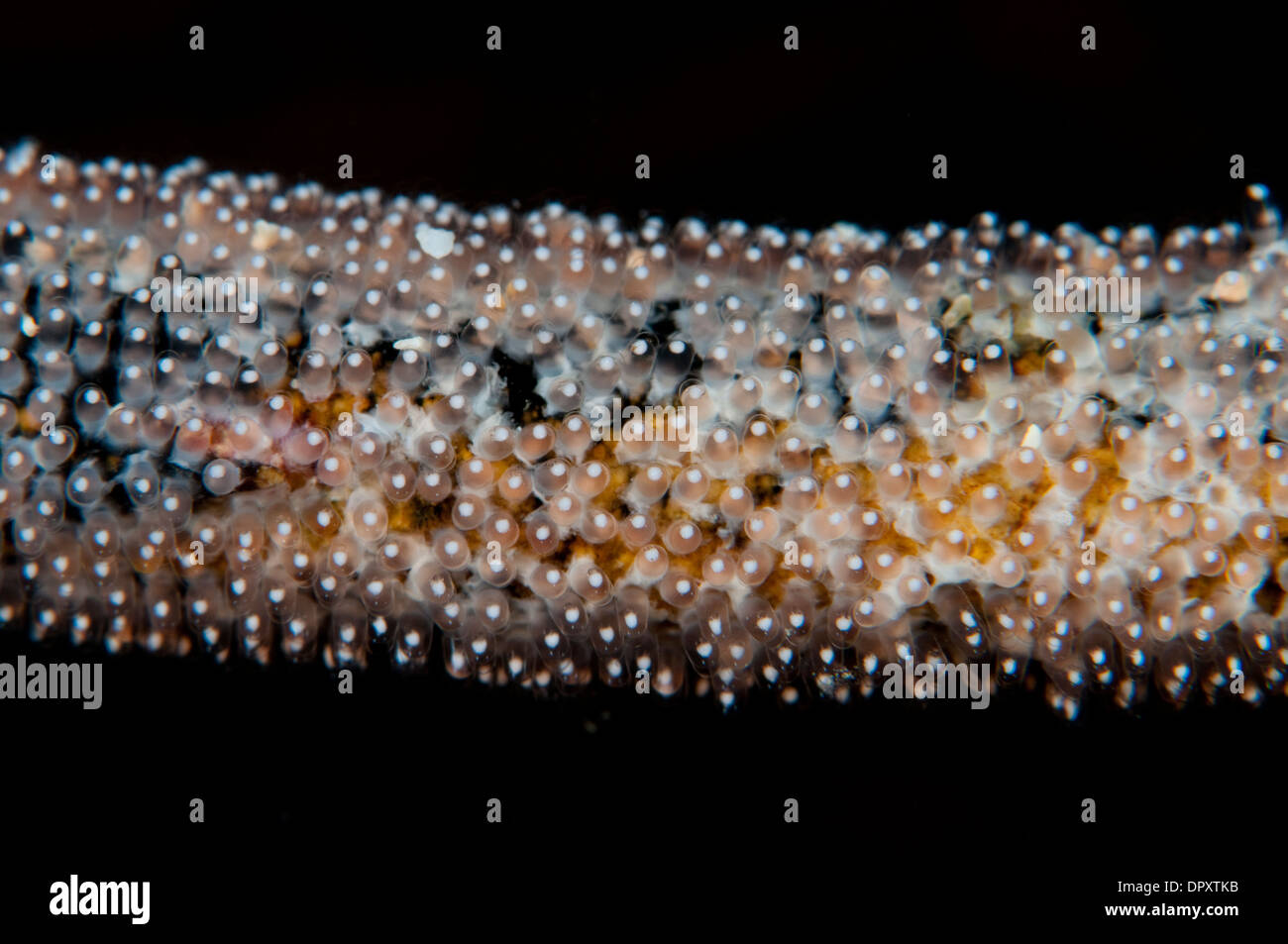 Damsel Fish Eggs Bluehead Wrasses – The Great Damselfish Egg Raid