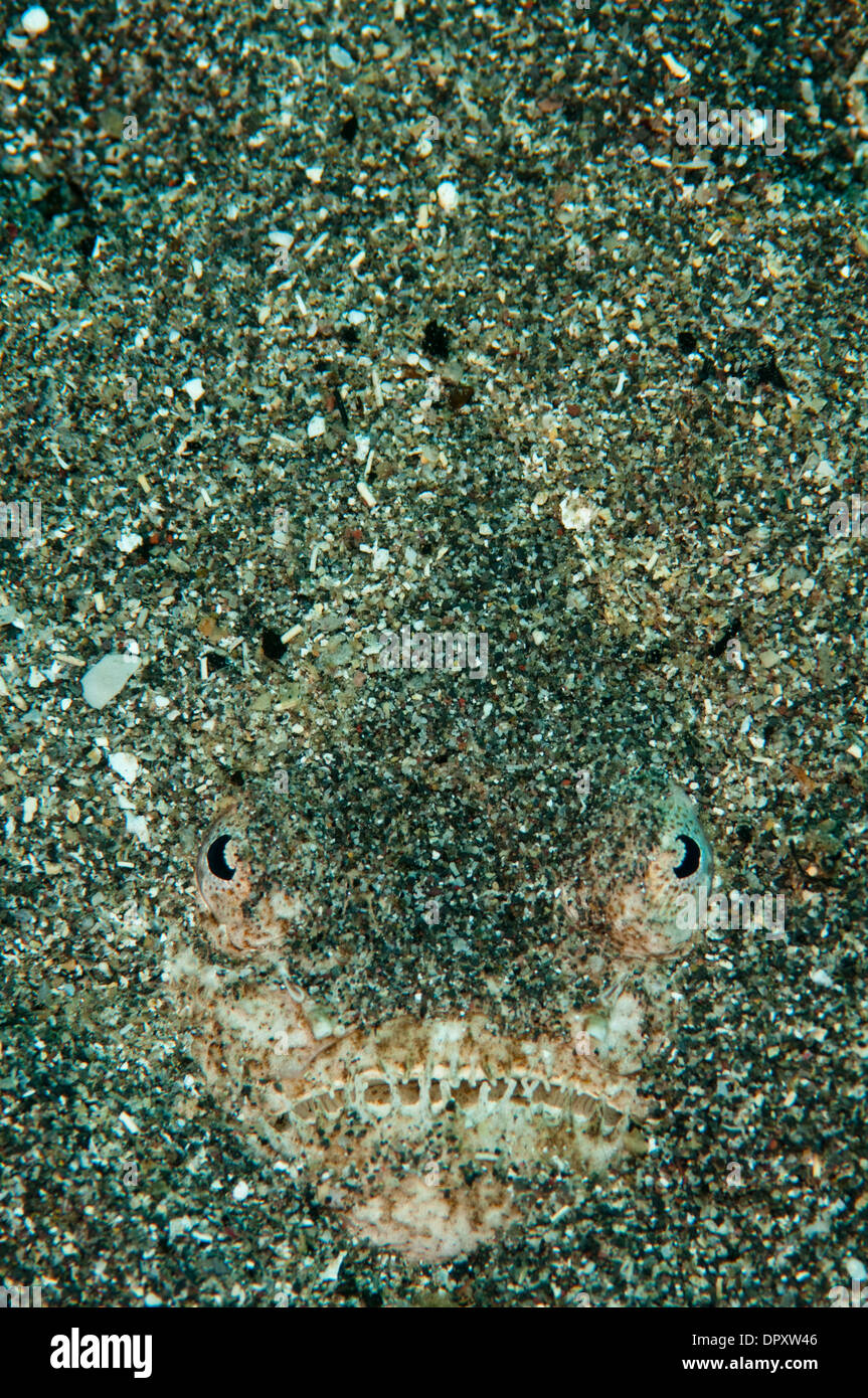 Stargazer uranoscopus sp hi-res stock photography and images - Alamy