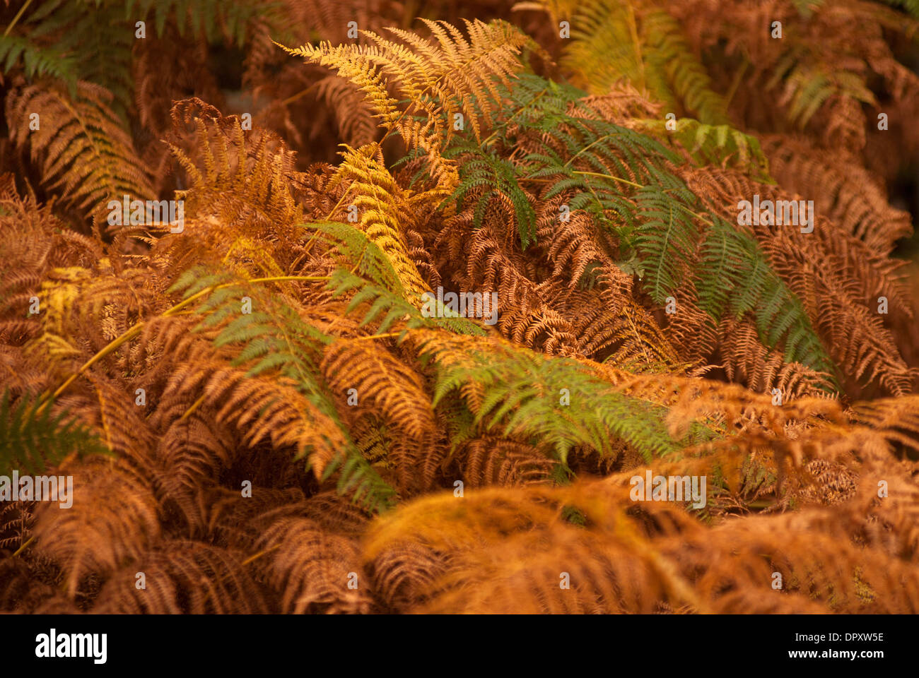Golden color leaf fern hi-res stock photography and images - Alamy