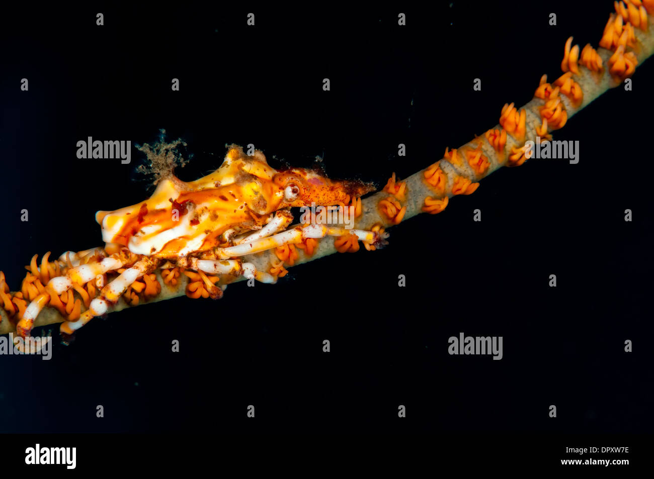 Spider crab, Xenocarcinus conicus, Bunaken, Manado, North Sulewesi ...