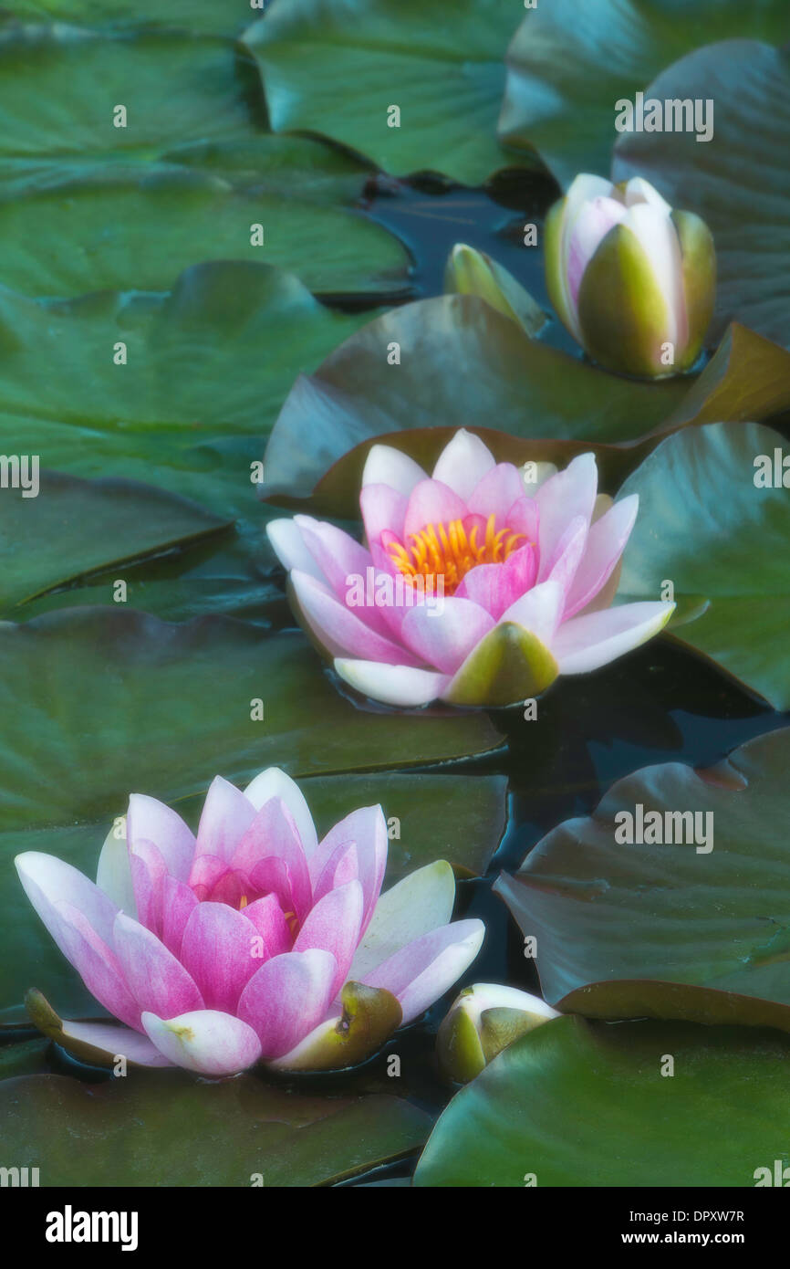 Water lilies (flowers and pads) in the Oregon Gardens, Silverton ...